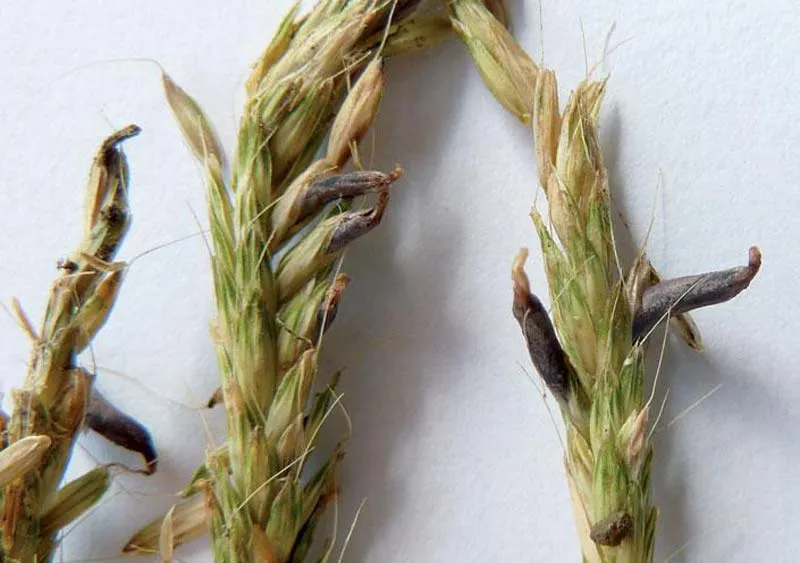 Lutter contre l’ergot | Journal Paysan Breton
