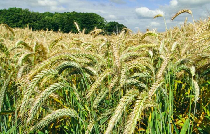 Triticale : Un panel étoffé de variétés | Journal Paysan Breton