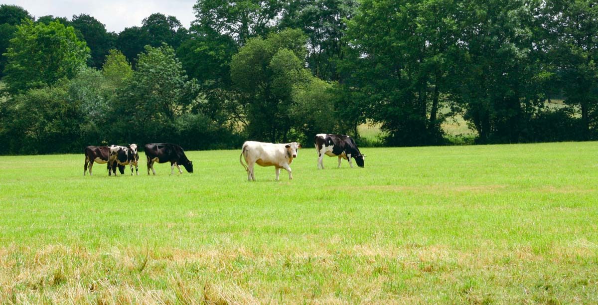 Trouver le bon équilibre entre stocks et pâturage | Journal Paysan Breton