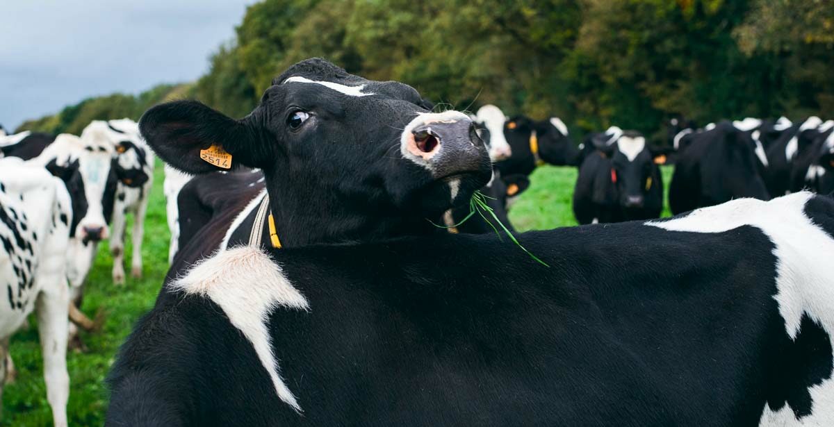 L’œil sur la reproduction | Journal Paysan Breton