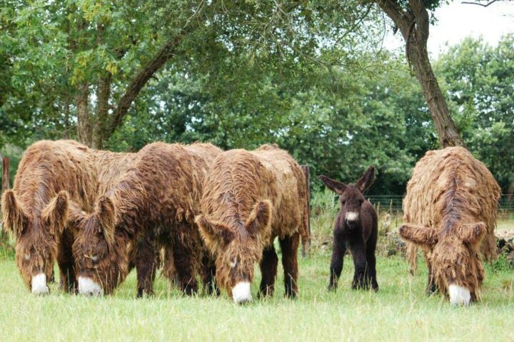 Le Baudet du Poitou leur doit beaucoup | Journal Paysan Breton
