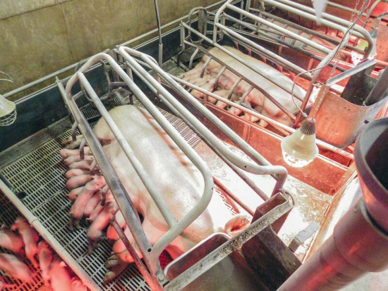 Des porcelets de qualité | Journal Paysan Breton