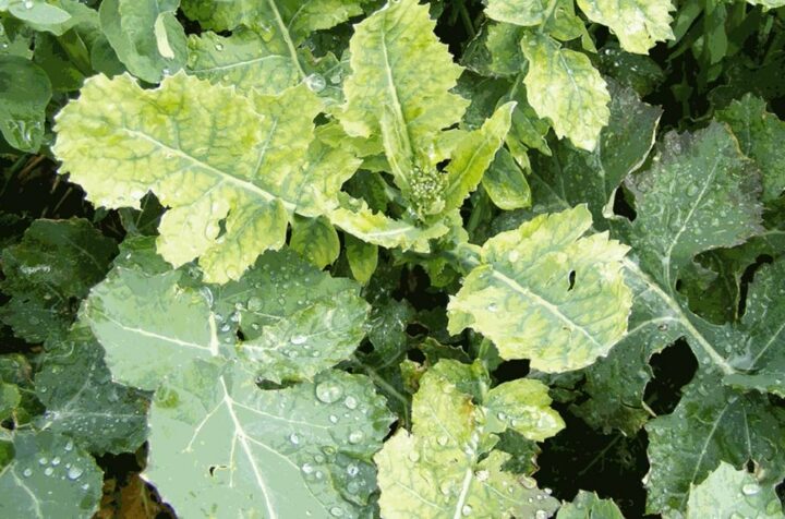 Le colza a besoin de soufre | Journal Paysan Breton