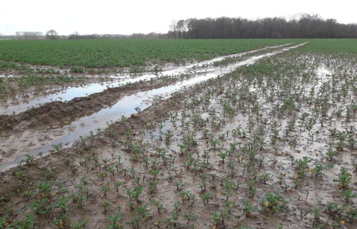 En colza, que faire face aux sols trop humides ? | Journal Paysan Breton