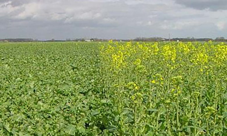 Colza : Hétérogénéité à l’approche de la floraison | Journal Paysan Breton