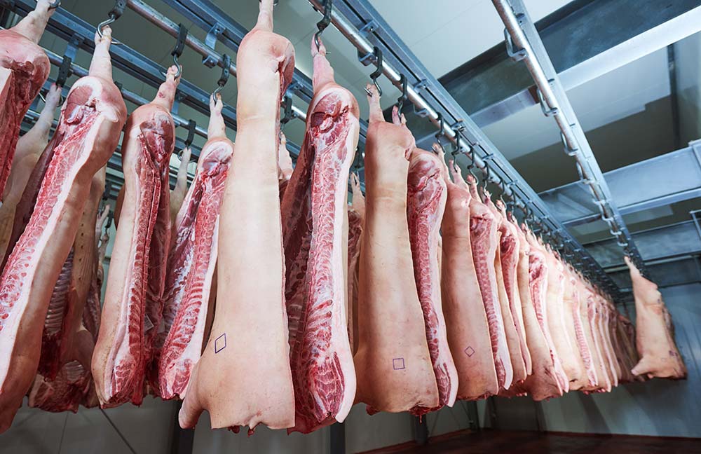 Porc : Comment gérer la baisse d’activité de Kermené ? | Journal Paysan ...