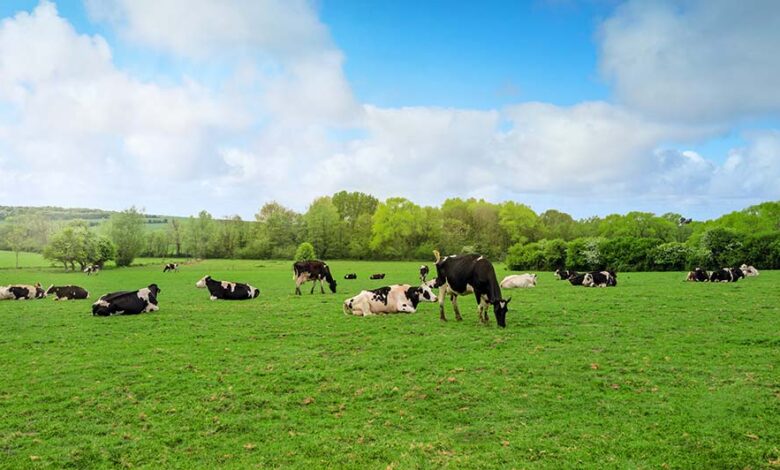 Prévenir le parasitisme au pâturage – Journal Paysan Breton