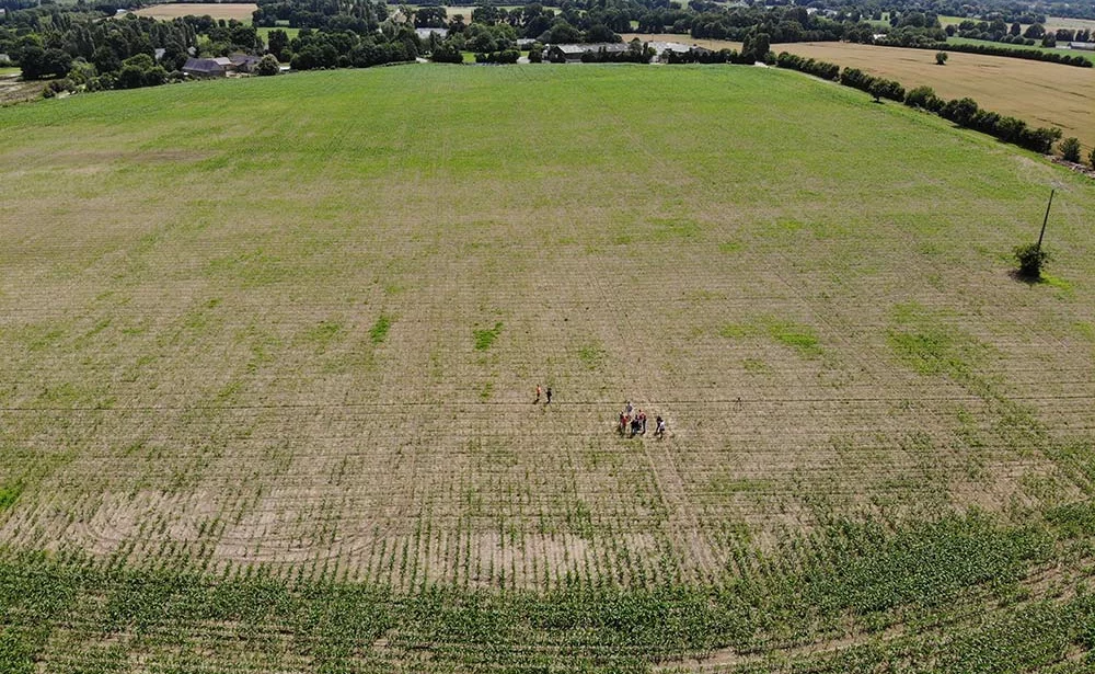 Les corbeaux s’attaquent aux cultures de maïs | Journal Paysan Breton
