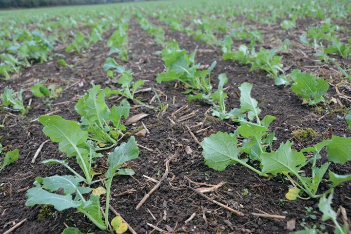 Un colza robuste tout au long de sa vie | Journal Paysan Breton
