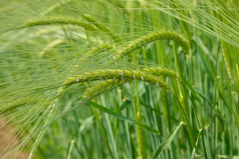2 ou 6 rangs pour ses variétés d’orge ? – Journal Paysan Breton