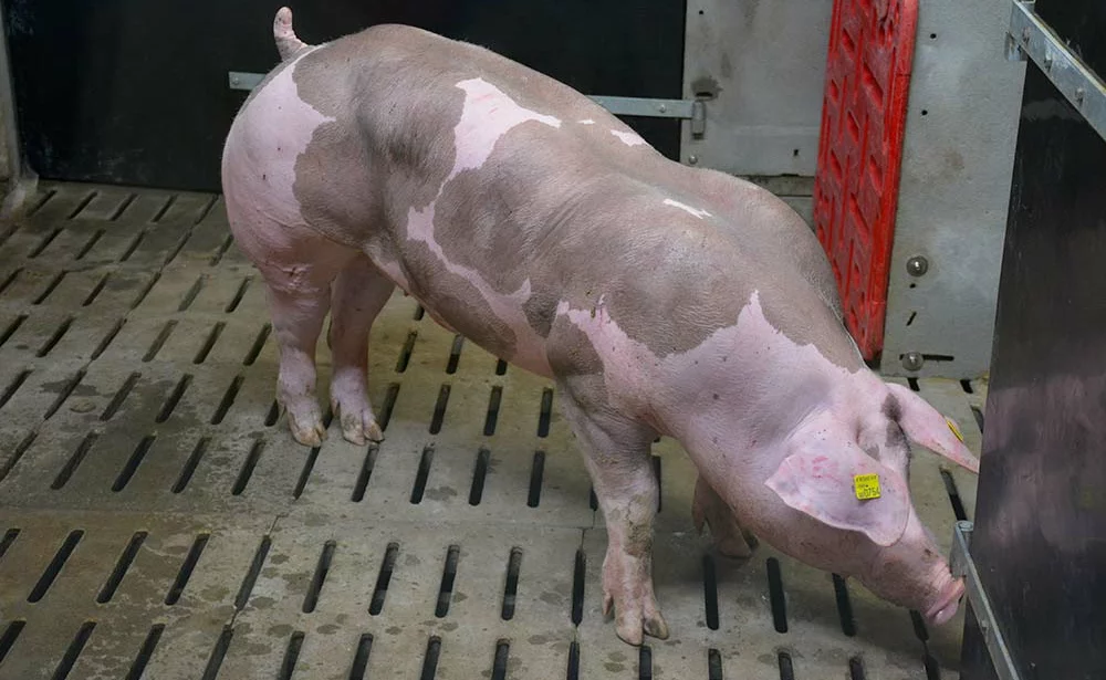 Un nouveau verrat Pietrain NN sur le marché | Journal Paysan Breton