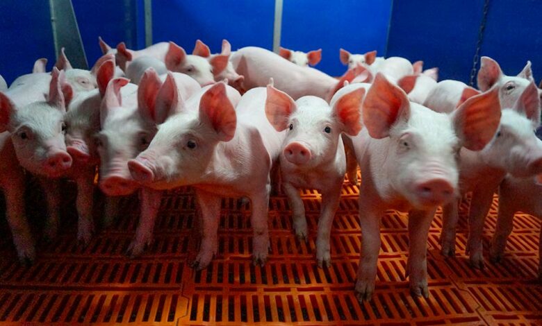 Des aliments porcelets «Nutrition-Santé» | Journal Paysan Breton