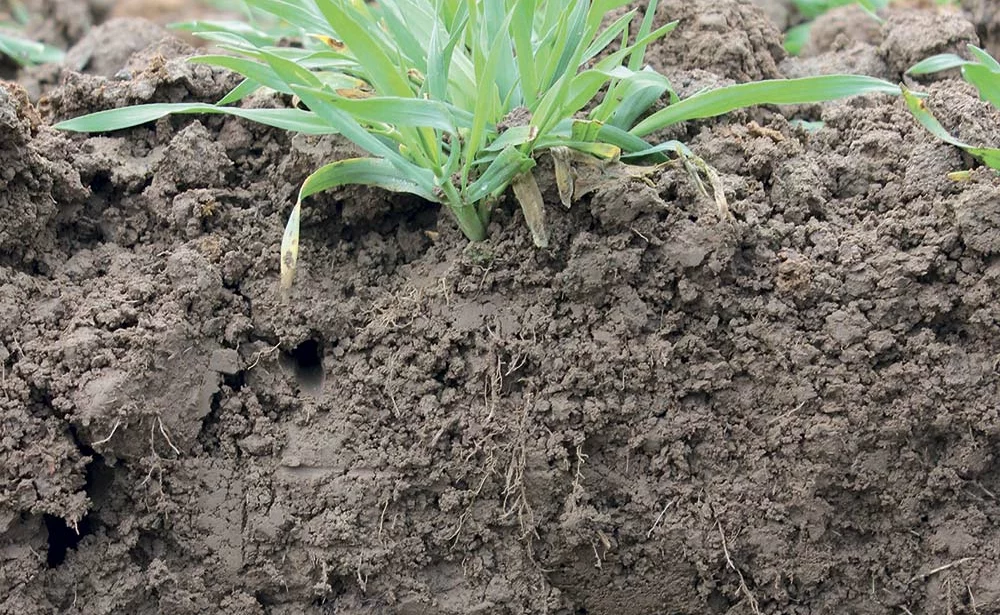 Dans l’univers de la rhizosphère | Journal Paysan Breton