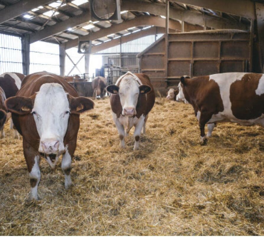 En Simmental, une seule race pour deux ateliers | Journal Paysan Breton