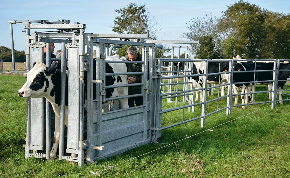Un parc de contention pour les génisses | Journal Paysan Breton