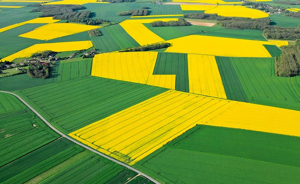 Pas de miracle en vue pour le colza | Journal Paysan Breton