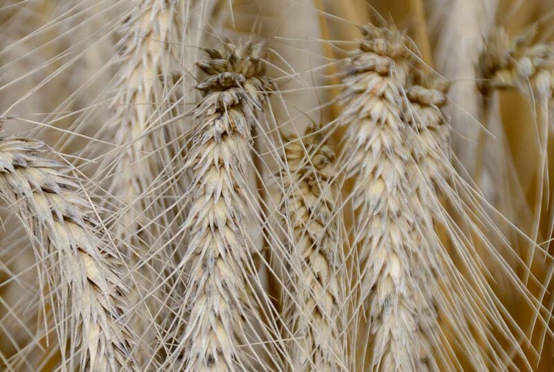 Triticale : Des nouveautés qui confirment leur potentiel | Journal ...