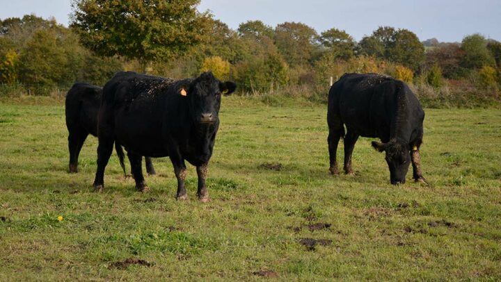 L’Aberdeen Angus se plaît en France – Journal Paysan Breton