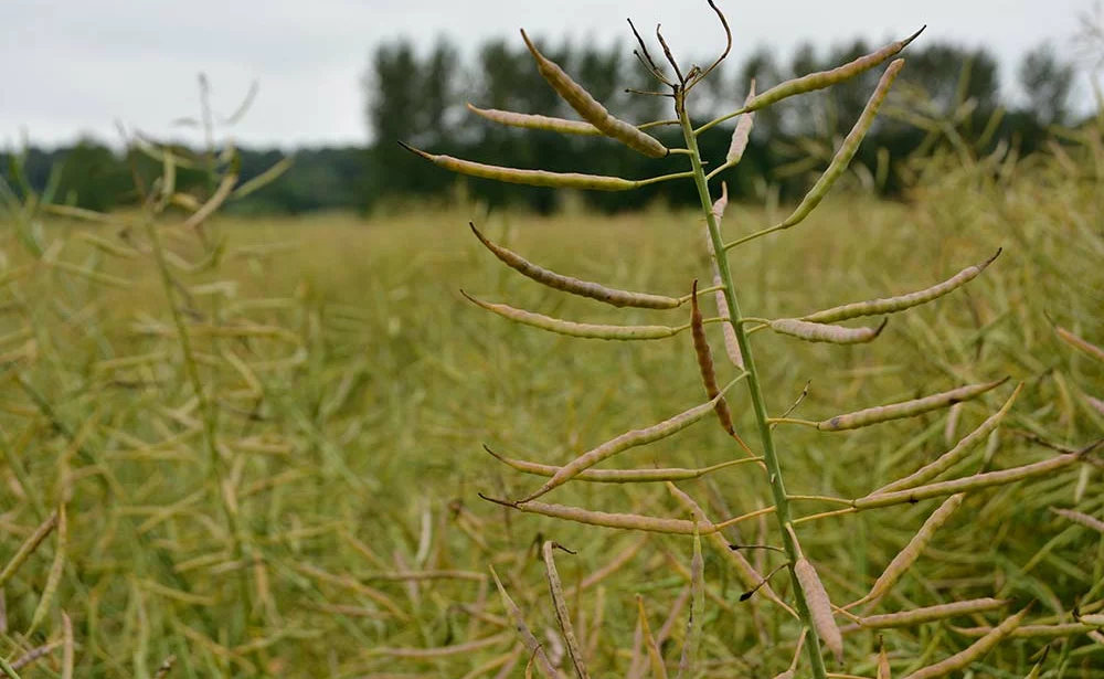 Colza : Choisir sa variété pour les prochains semis | Journal Paysan Breton