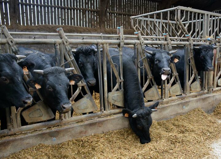 60 élevages engagés dans la filière Ejendu – Journal Paysan Breton