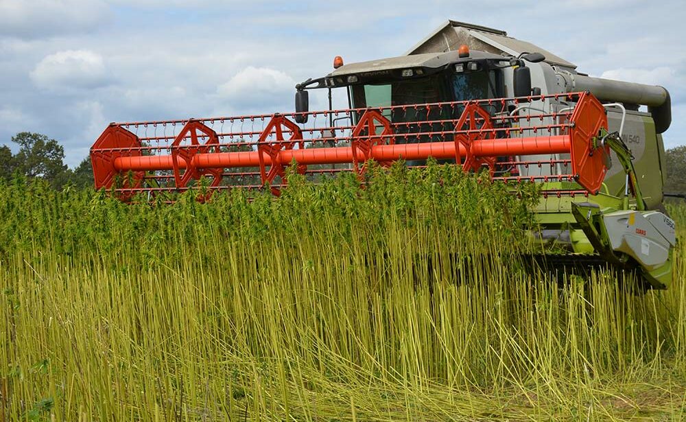 La récolte du chanvre s’affine | Journal Paysan Breton