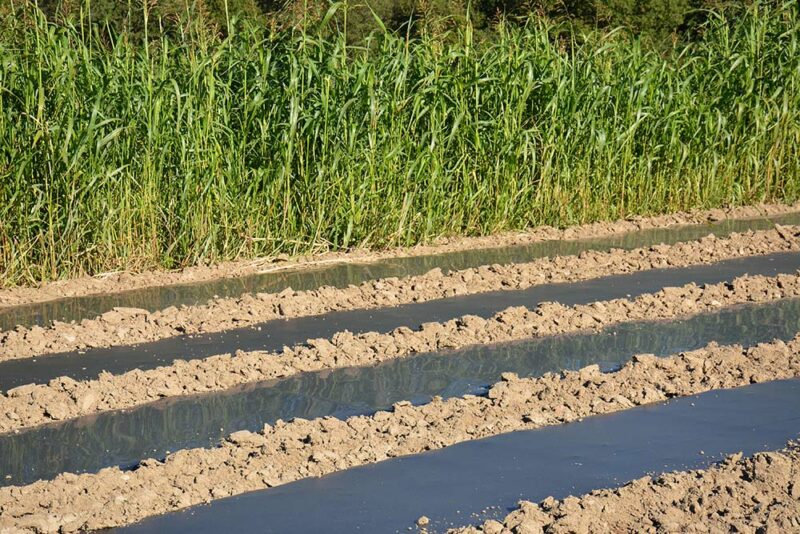 Le paillage biodégradable doit faire ses preuves – Journal Paysan Breton