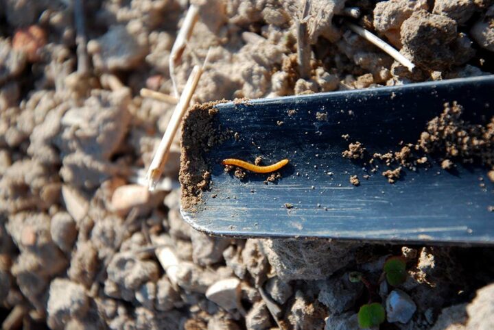 Pomme de terre : Le taupin poursuit sa route | Journal Paysan Breton