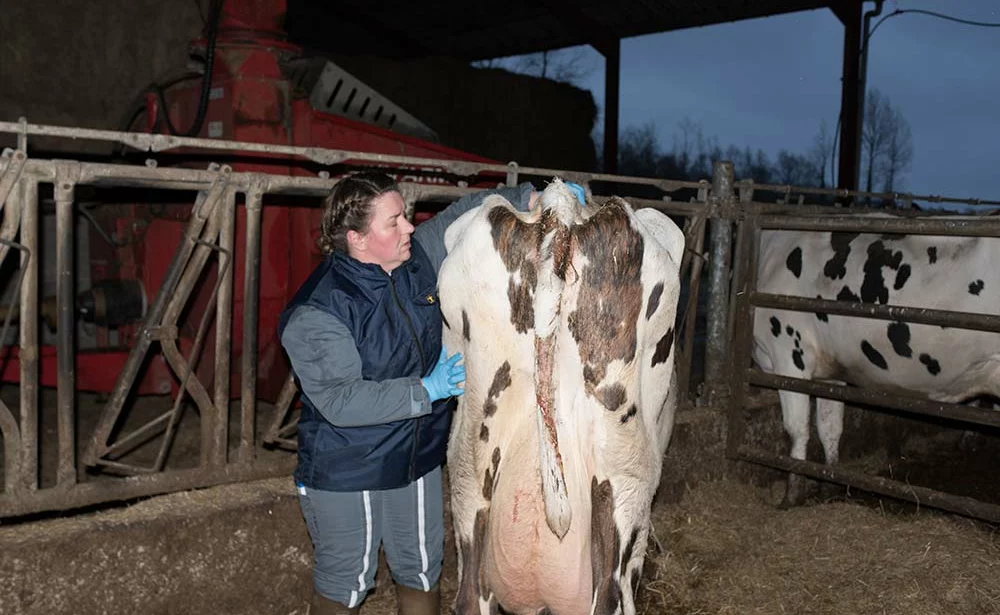 Séance d’ostéopathie contre sévère boiterie | Journal Paysan Breton
