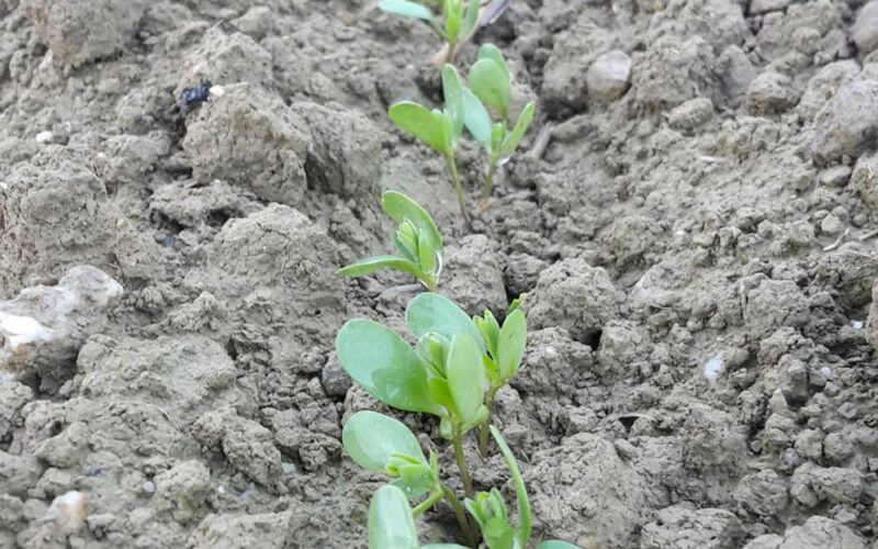L’implantation du lin de printemps, l’étape clé de la bonne conduite de ...