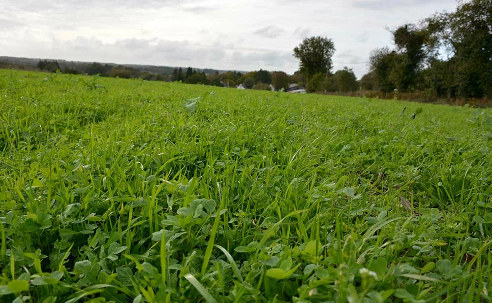 Réussir l’implantation de sa prairie | Journal Paysan Breton