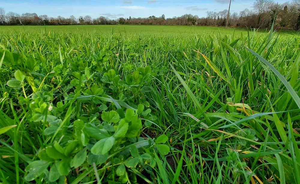 Le brome, une graminée à part entière | Journal Paysan Breton