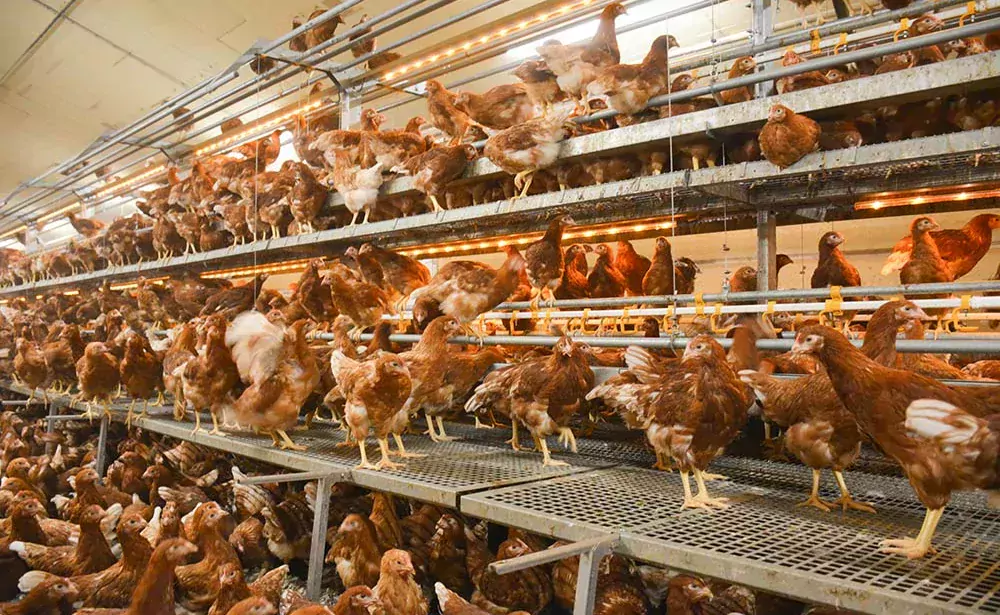 Veiller à la bonne qualité de la poulette | Journal Paysan Breton