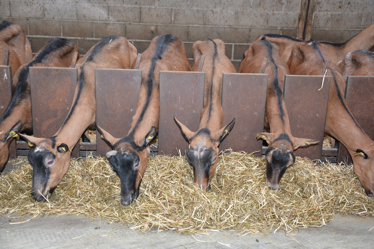 Ovin/caprin | Journal Paysan Breton