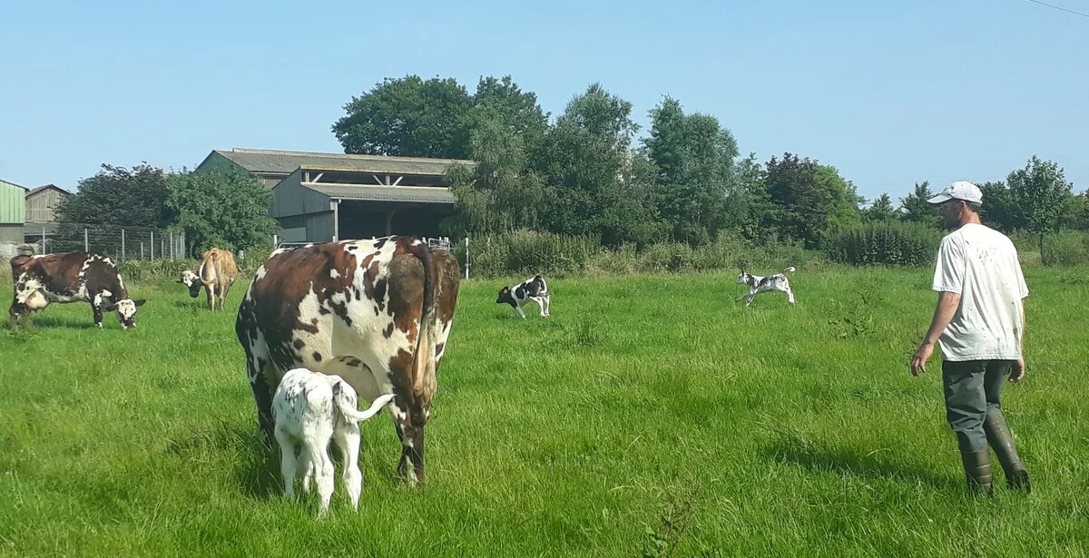 Tarir quand la pousse d’herbe estivale baisse | Journal Paysan Breton