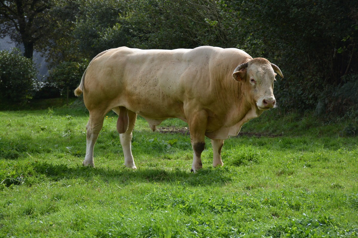Bien préparer le taureau avant la reproduction | Journal Paysan Breton