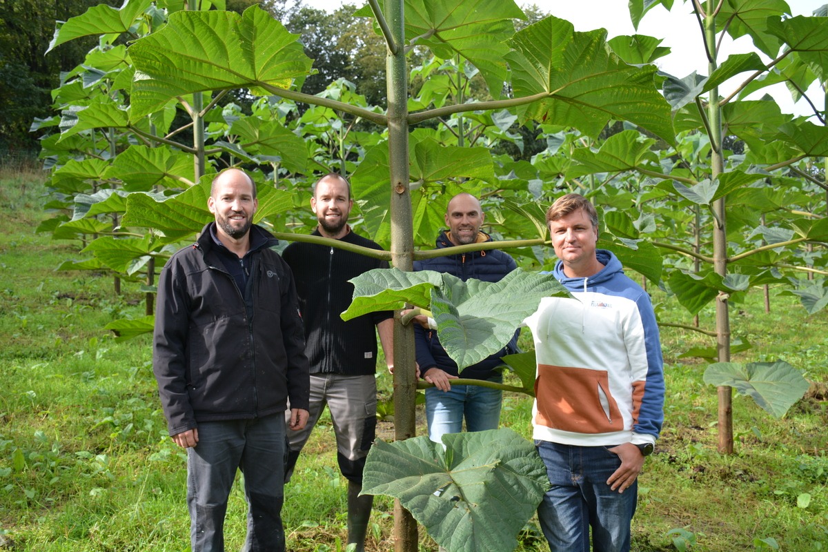 Le paulownia s’implante en Bretagne | Journal Paysan Breton