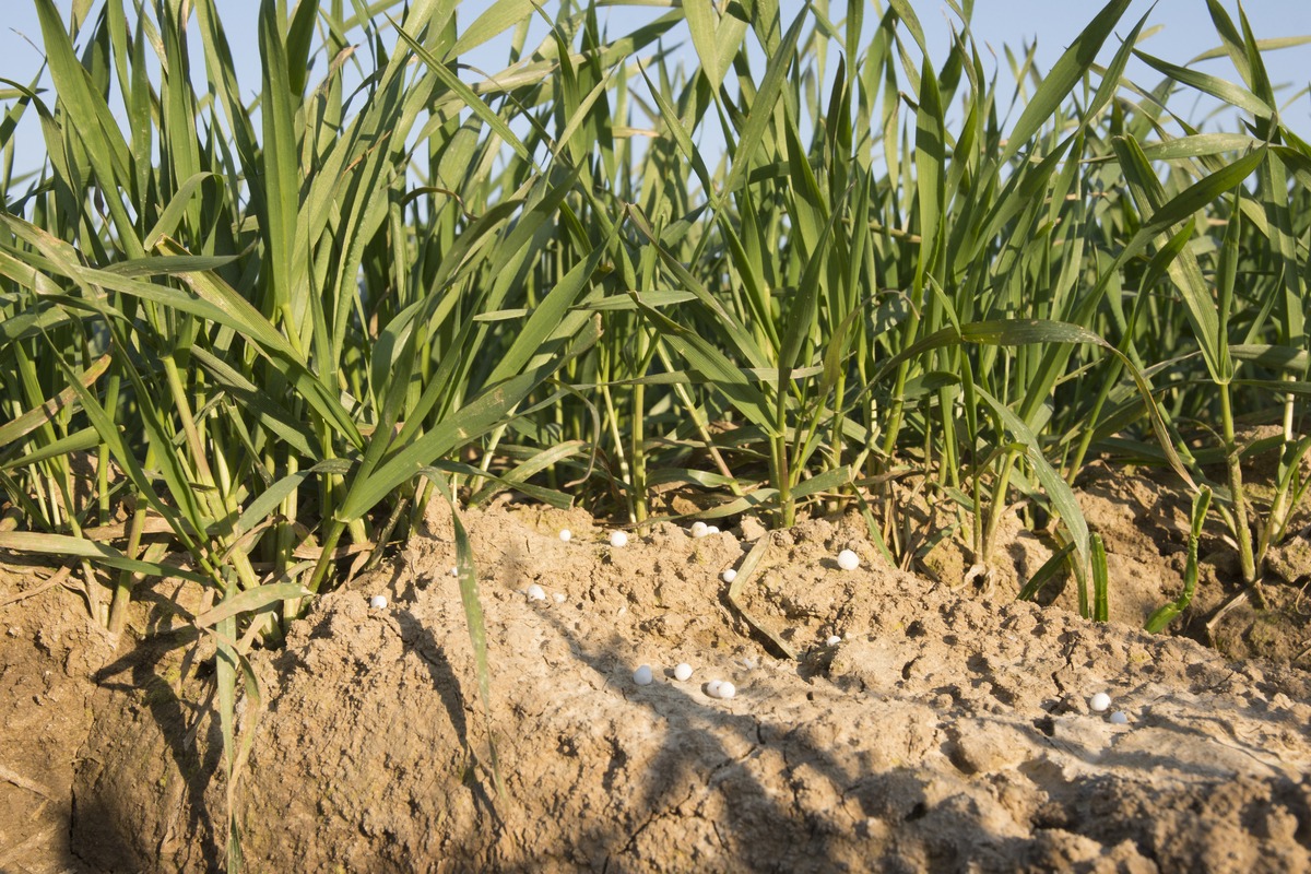 Bien nourris, les blés font de la protéine | Journal Paysan Breton