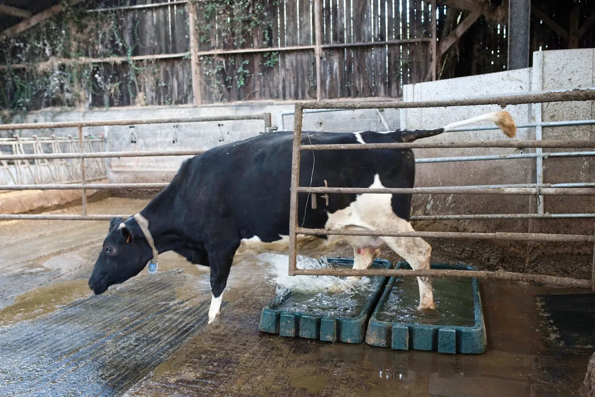 « Le formol est à proscrire en élevage » | Journal Paysan Breton