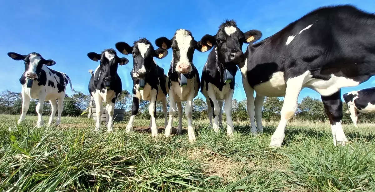 L’élevage bovin au cœur des évolutions technologiques | Journal Paysan ...