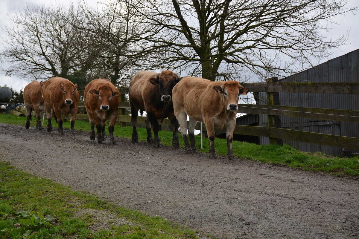 Des animaux parthenais vendus en local | Journal Paysan Breton