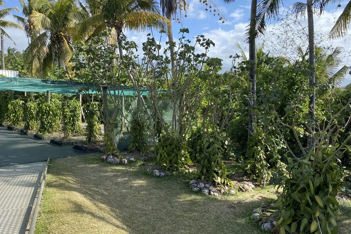 À Sainte-Suzanne, est produite de la vanille, trésor de l’île de la Réunion