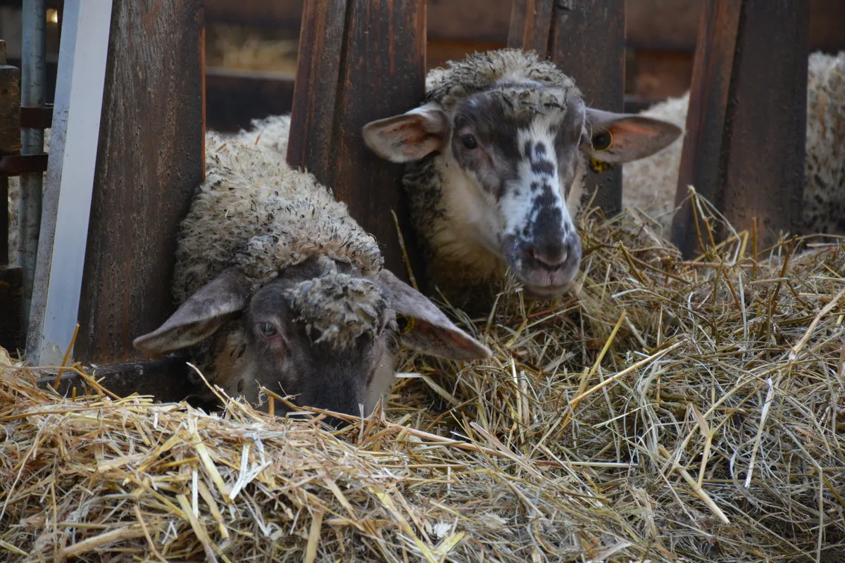 Rétablir le statut en sélénium des brebis en fin de gestation