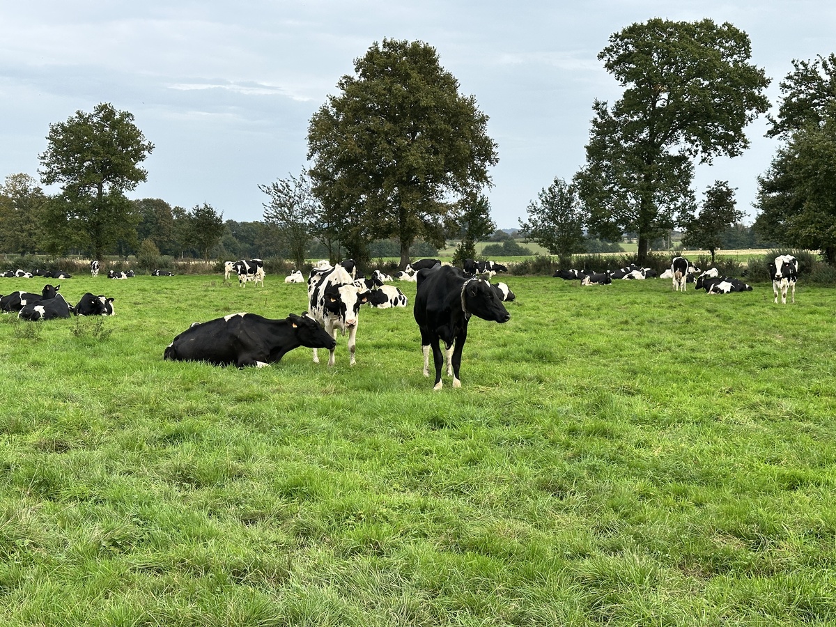 La fertilisation des prairies est indispensable à la bonne santé du ...