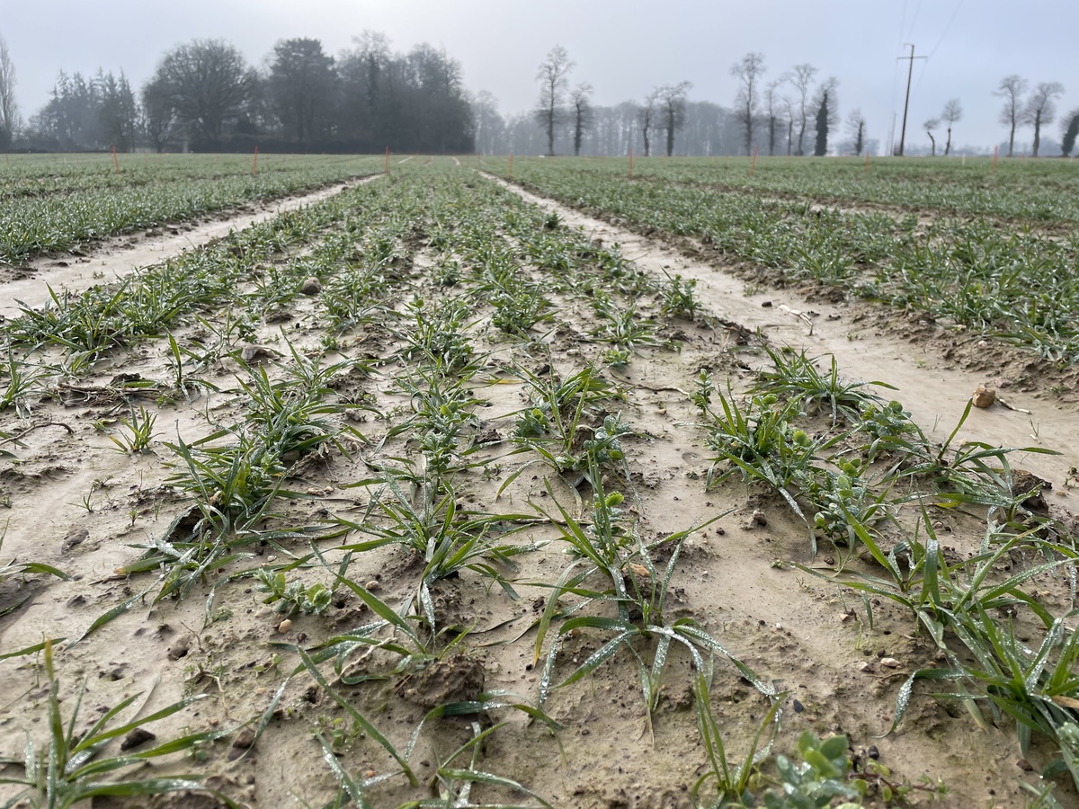 La recherche à la station INRAE du Rheu trouve des alternatives aux ...