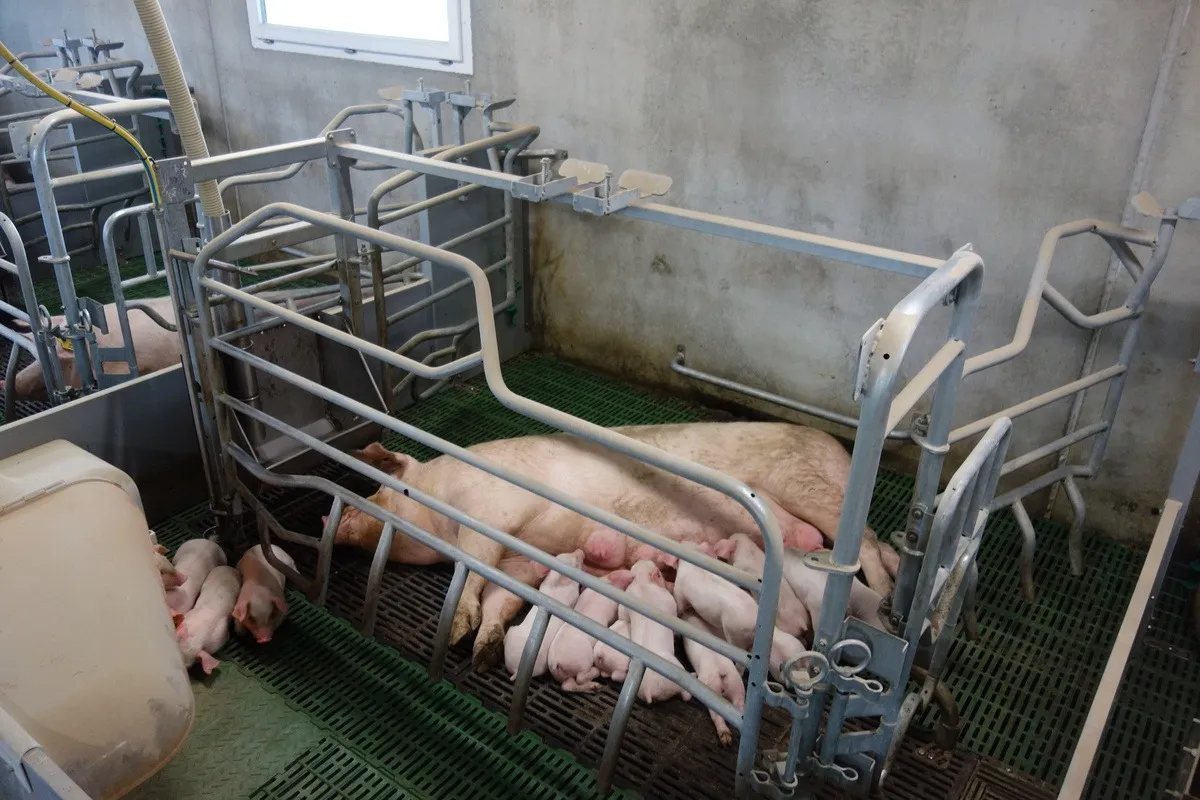 Cases liberté en maternité porc