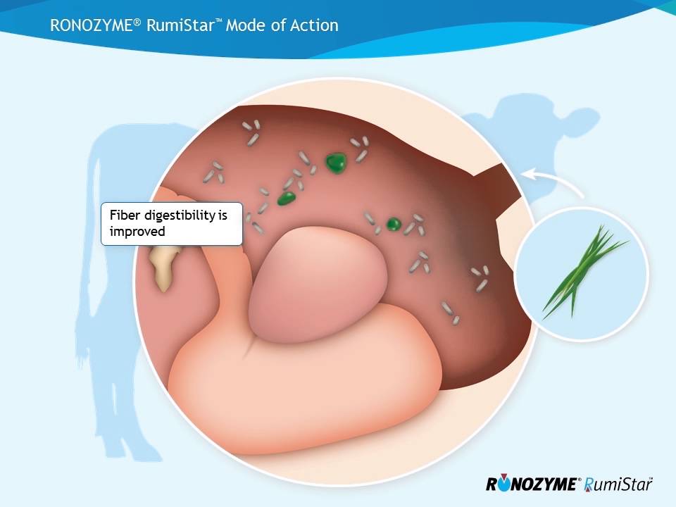 RONOZYME RumiStar : la 1re enzyme développée pour les vaches laitières ...